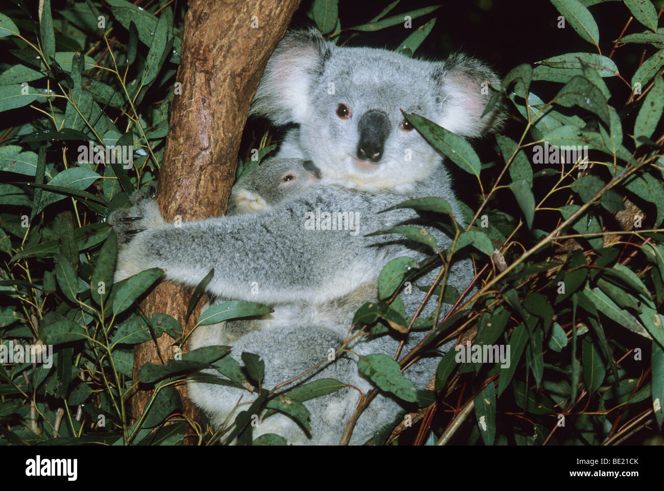 Koala, (Phascolarctos cinereus), marsupial, Blue Mountains, NSW ...