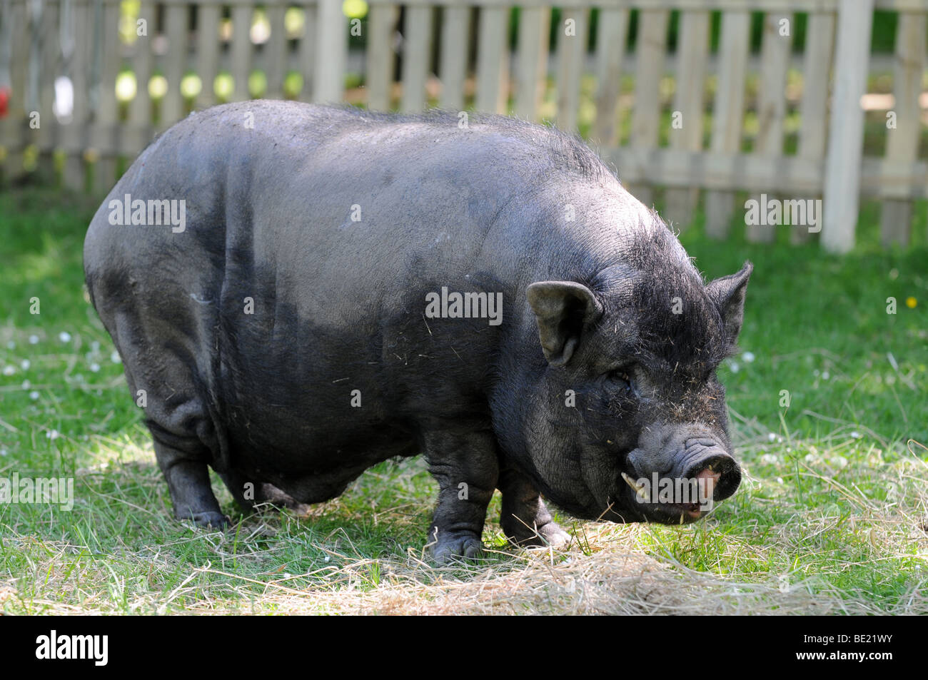 Adult Pot Bellied Pig