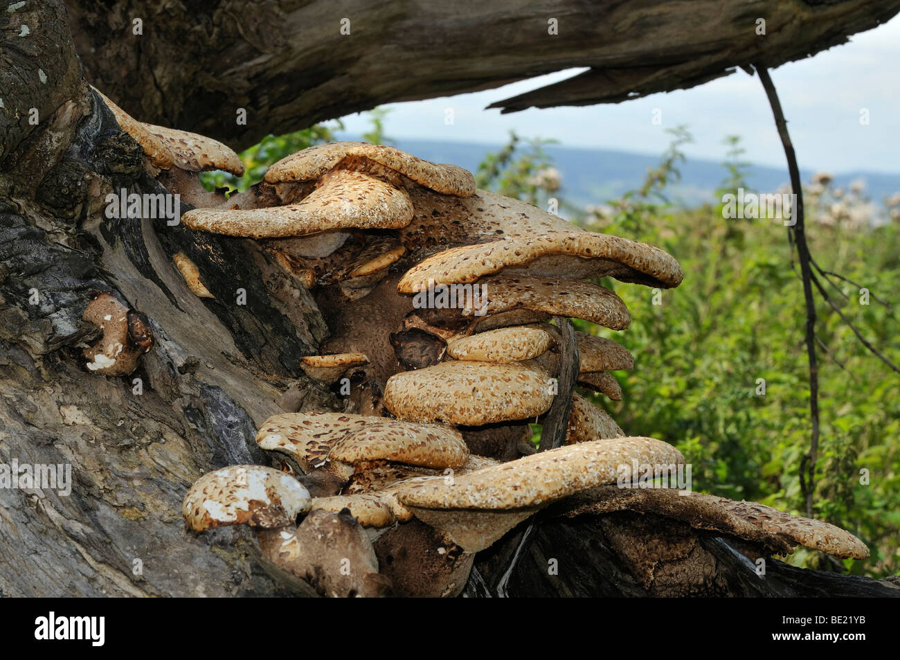 Dryad's Saddle Bracket fungi - Polyporus squamosus, on trunk of dead ...