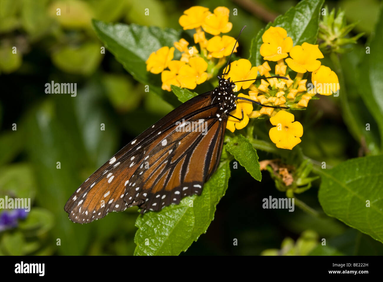 Milkweed butterfly hi-res stock photography and images - Alamy