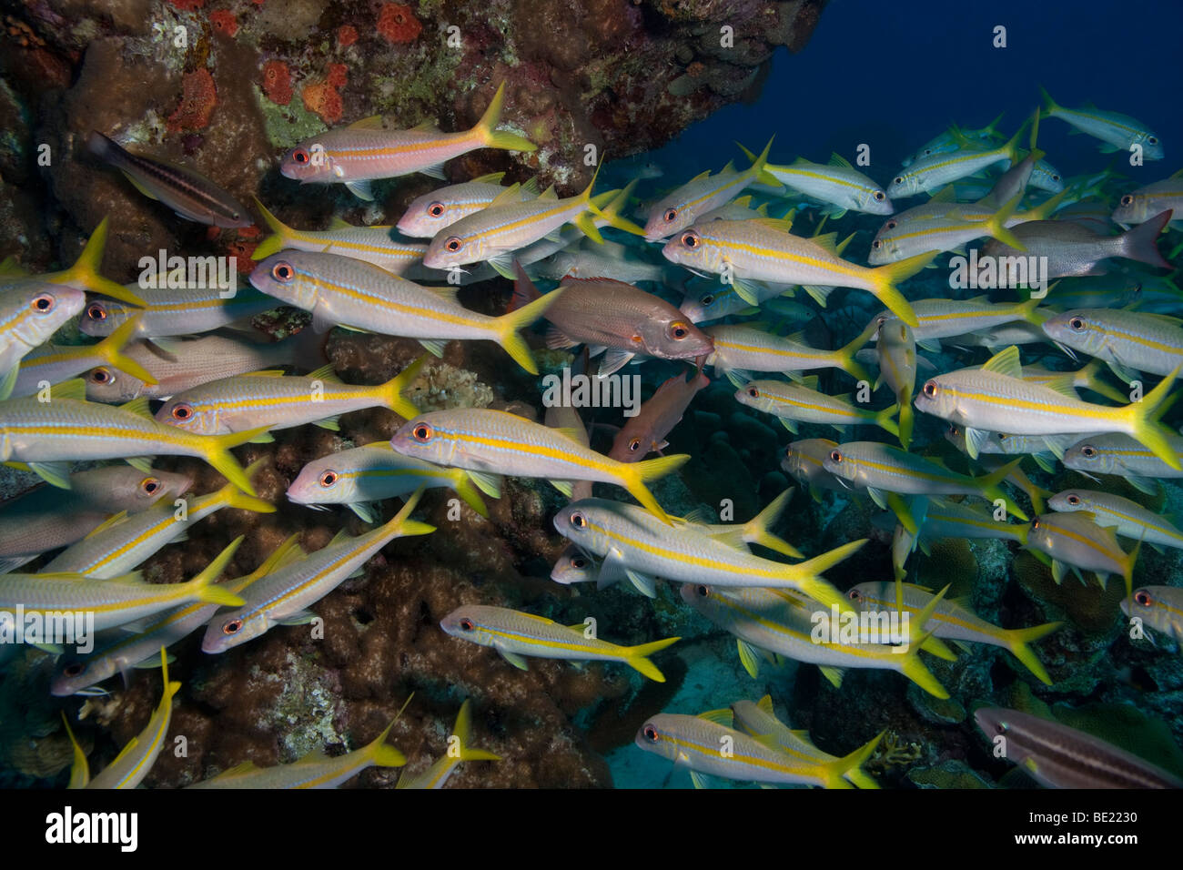 Yellow Goatfish (Mulloidichthys martinicus) and Mahogany Snapper ...