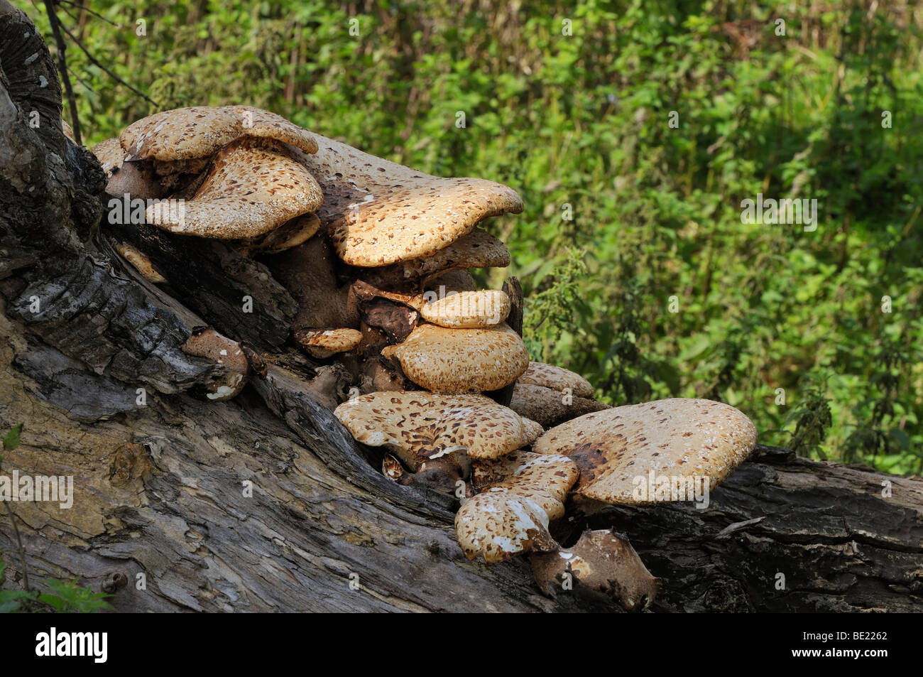 Dryad's Saddle Bracket fungi - Polyporus squamosus, on trunk of dead ...