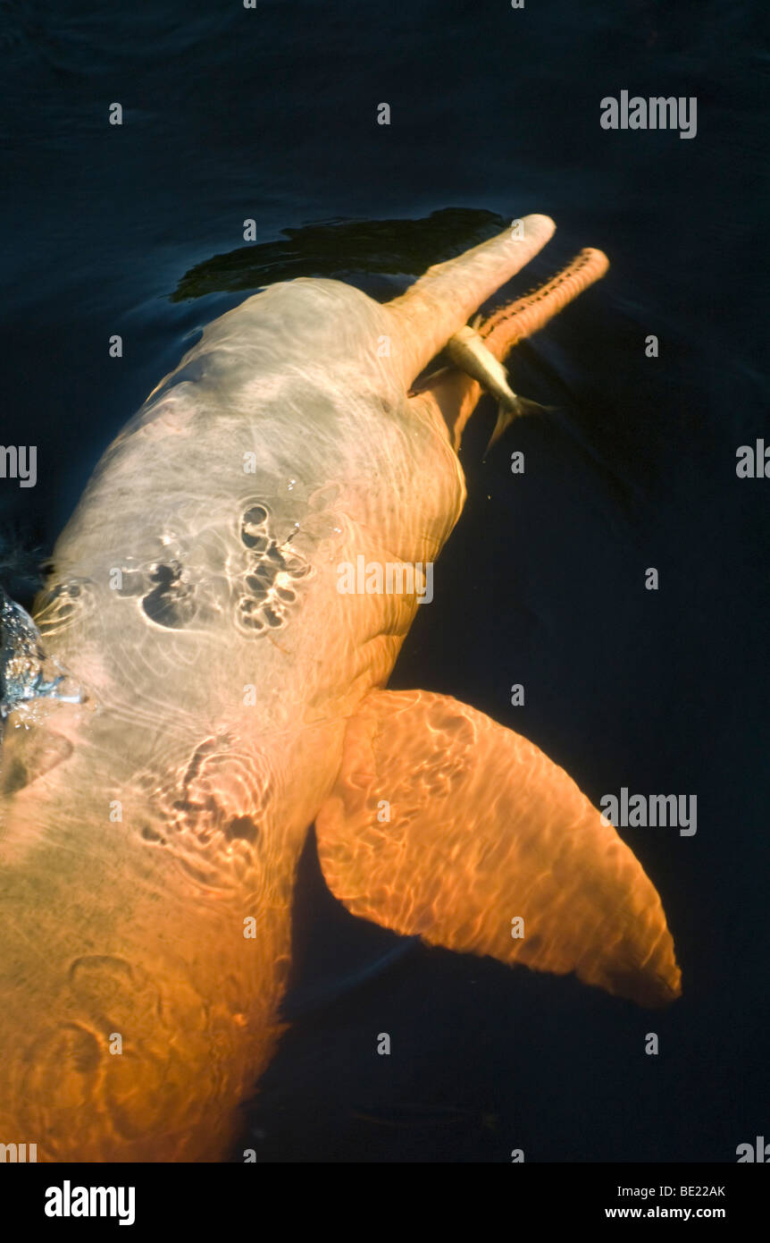 Boto, or Amazon River Dolphin (Inia geoffrensis) WILD, Rio Negro ...