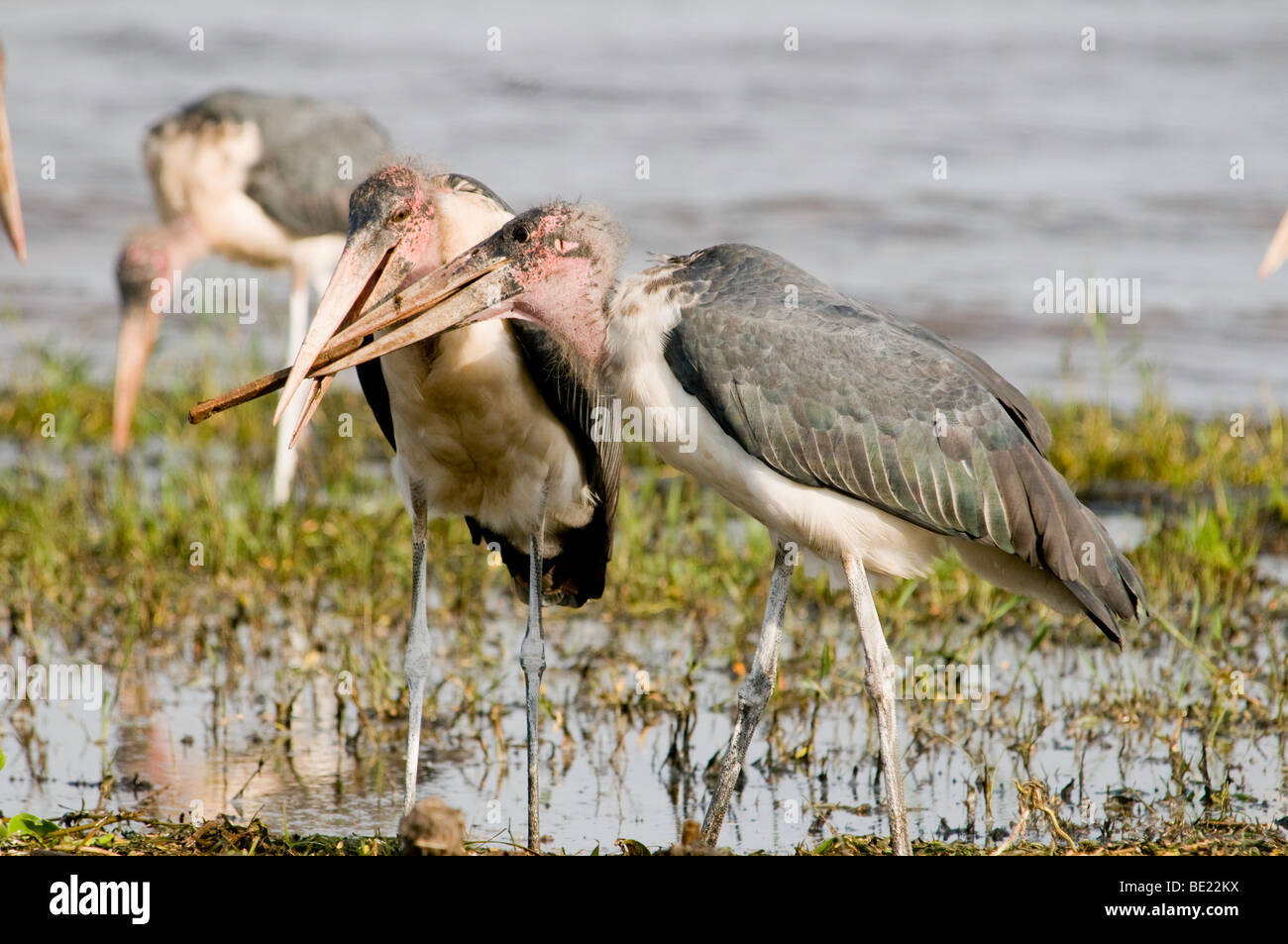 Marabou stork at lake Victoria, Uganda Stock Photo - Alamy