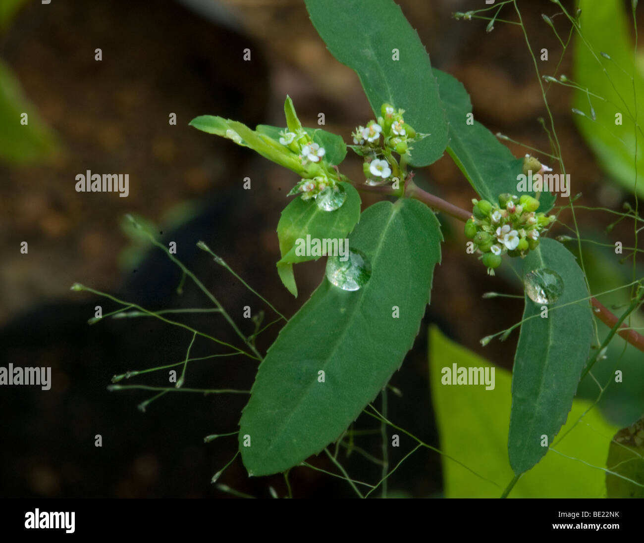 Valerine hi-res stock photography and images - Alamy