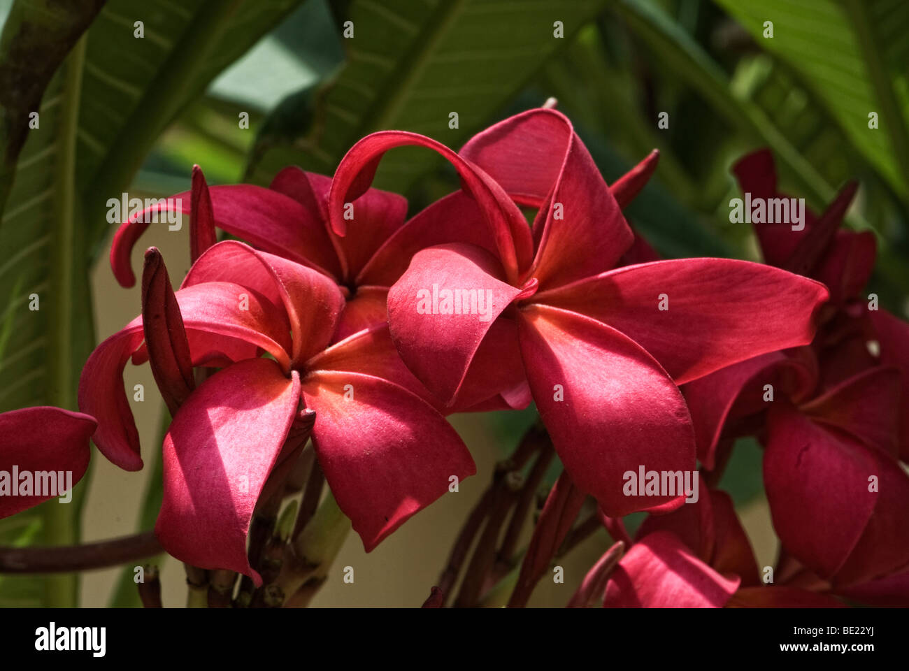 Red plumeria plumeria rubra hi-res stock photography and images - Alamy