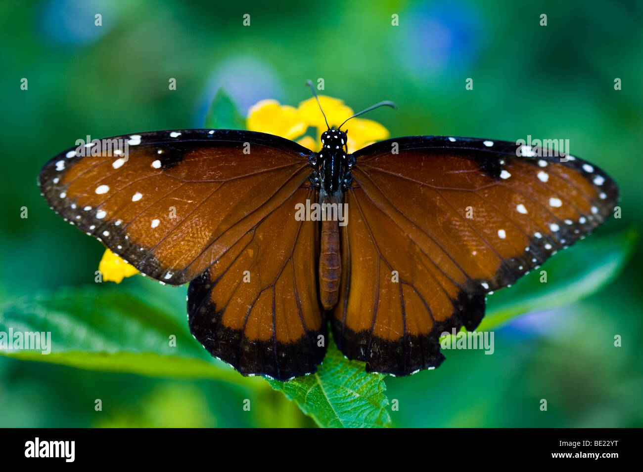 A milkweed butterfly (queen) gathers nectar among some local flowers ...