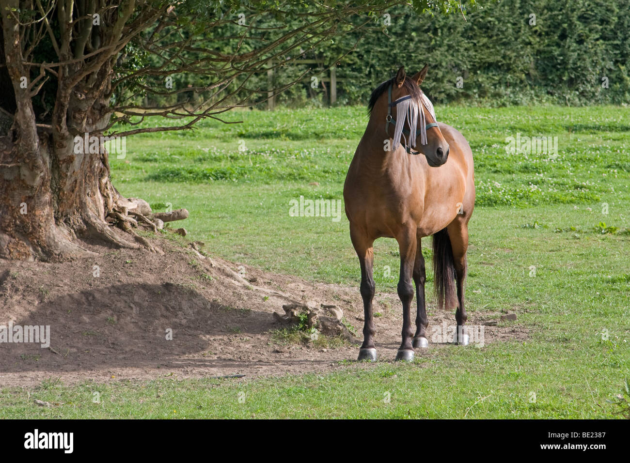 Horse with Fly Fringe Stock Photo - Alamy