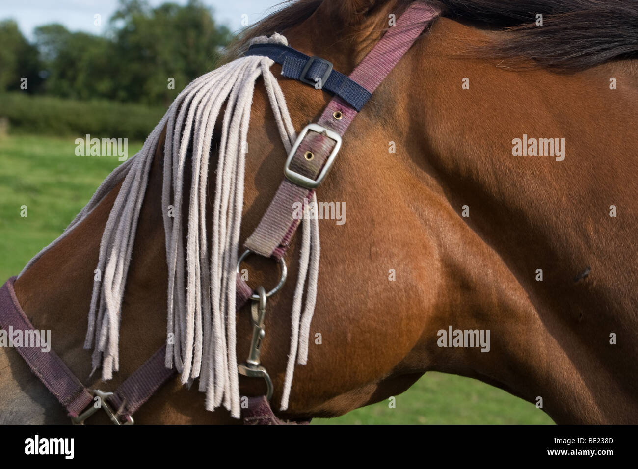 Horse with Fly Fringe Stock Photo - Alamy