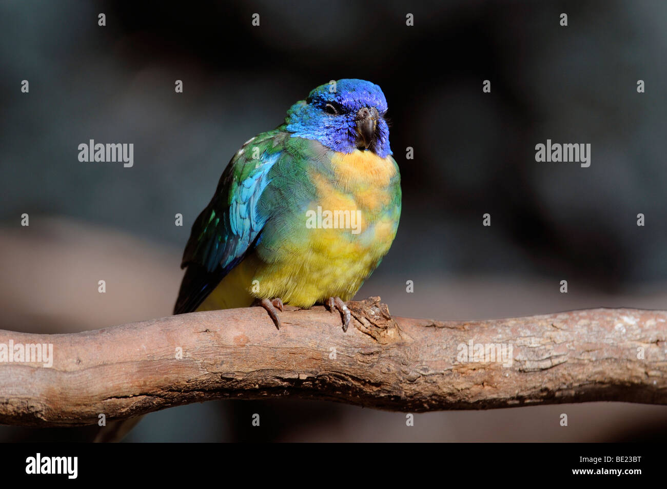 Grass parrot hi-res stock photography and images - Alamy