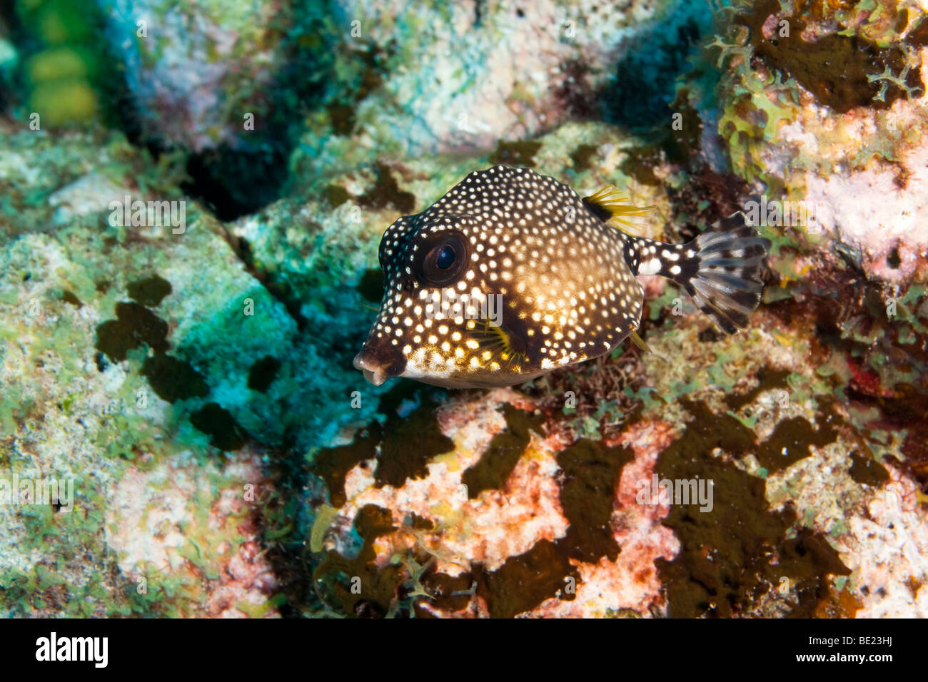 Smooth Trunkfish (Lactophrys triqueter), in front of coral reef Stock ...