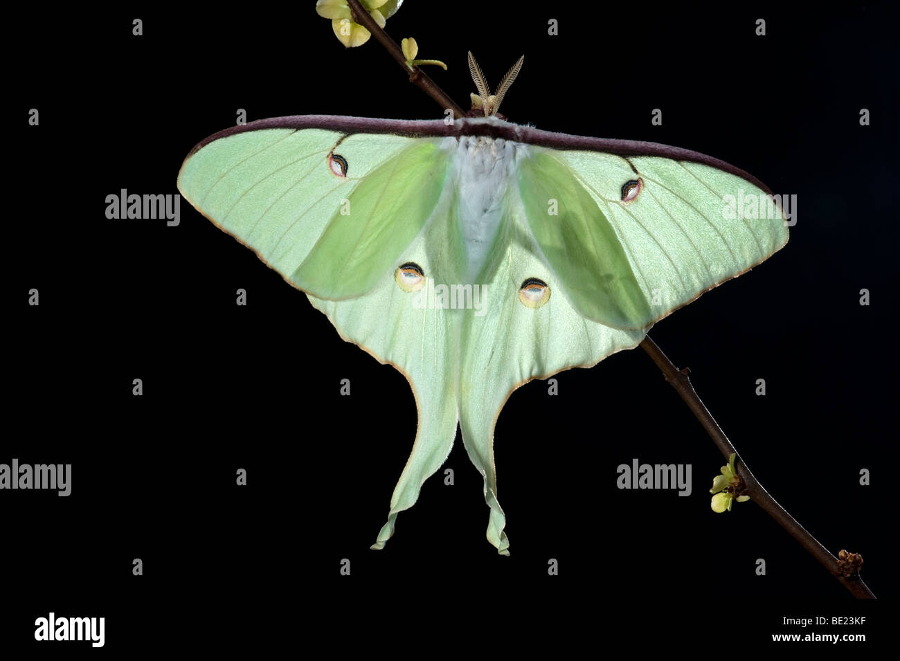 American Moon Moth