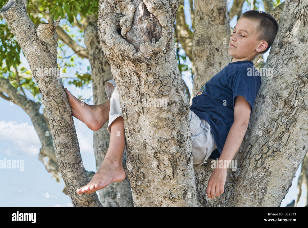 great image of a boy in a tree Stock Photo - Alamy