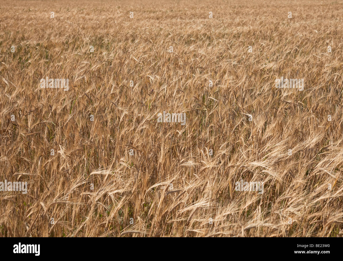 Golden background from a field sowed by a rye Stock Photo - Alamy