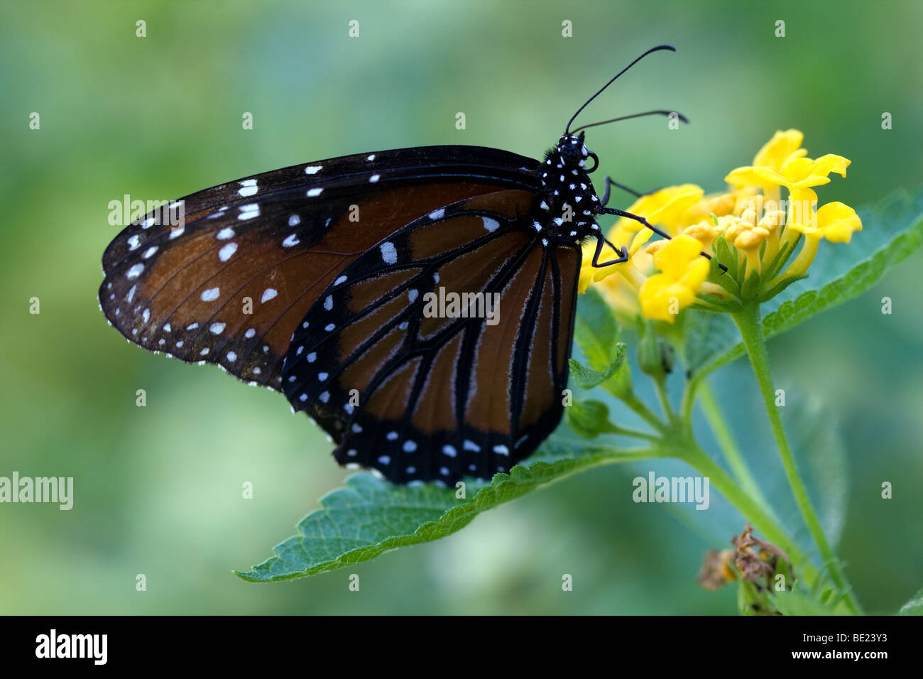 A milkweed butterfly (queen) gathers nectar among some local flowers ...