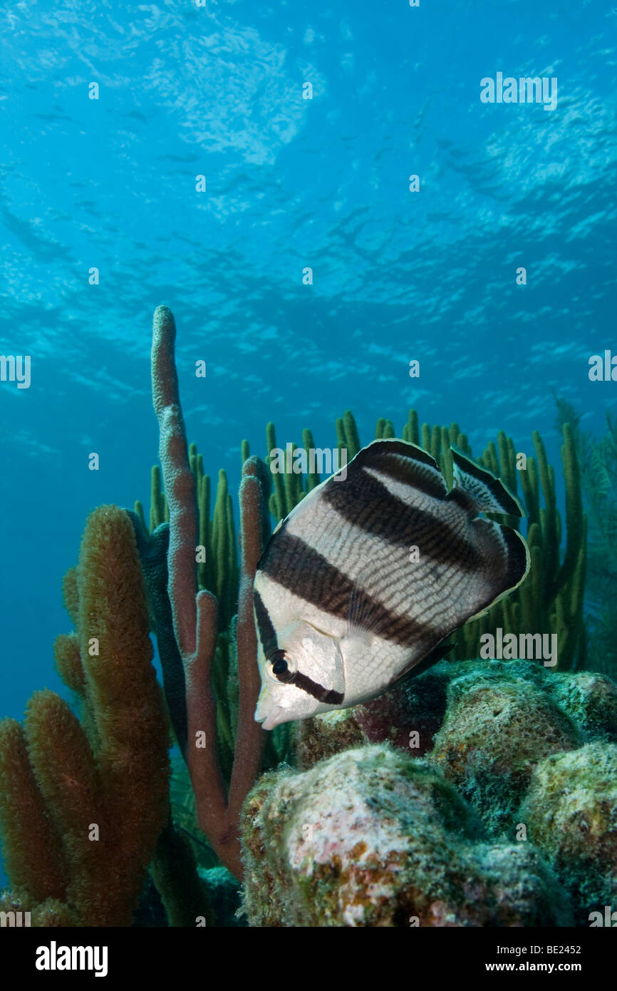 Banded fish hi-res stock photography and images - Alamy