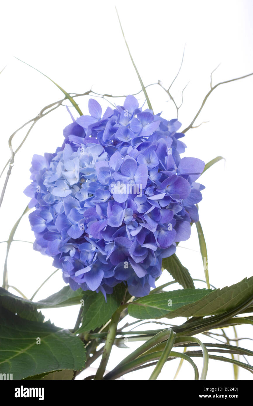 Hydrangea blue bouquet hi-res stock photography and images - Alamy
