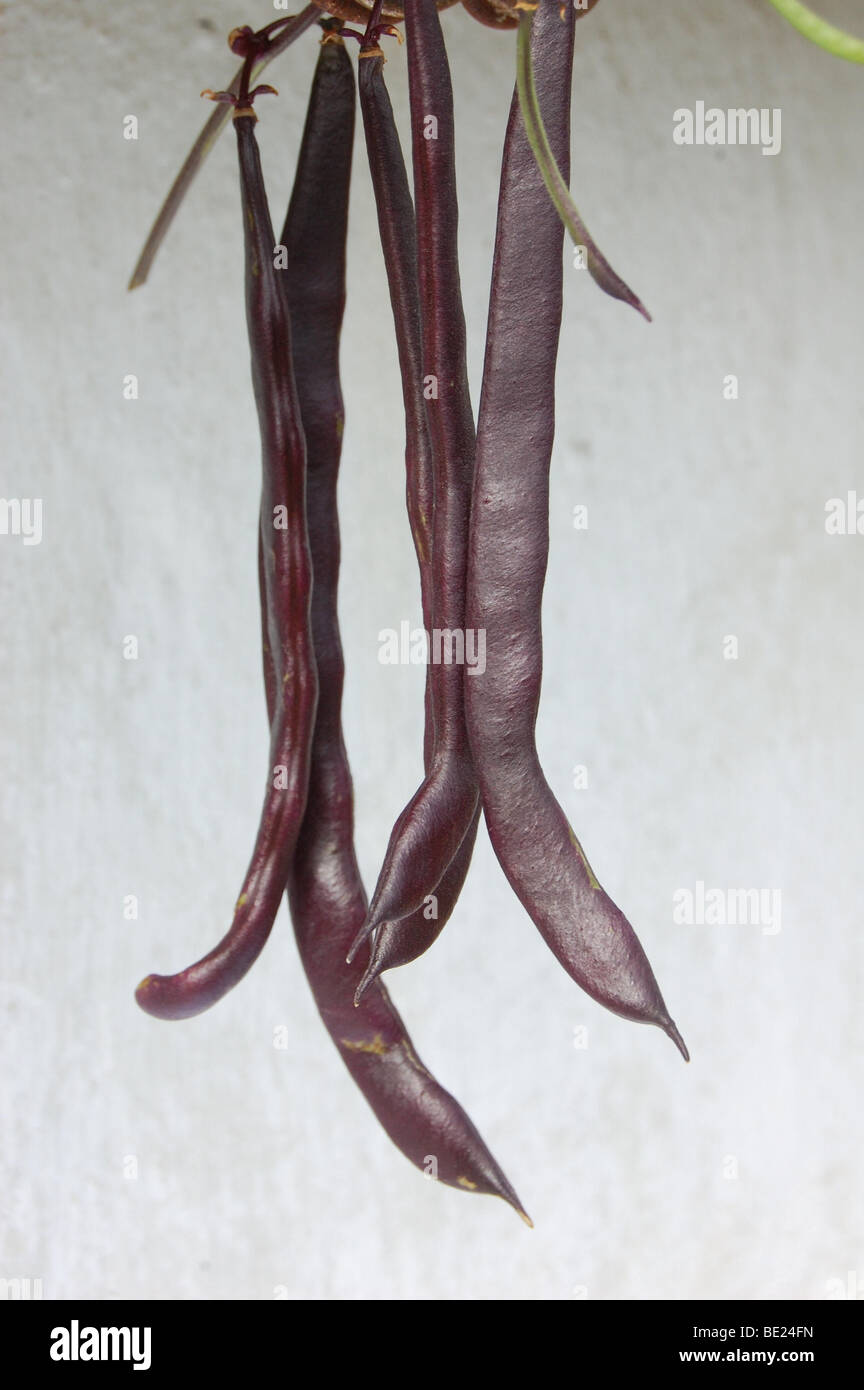 Black runner bean hi-res stock photography and images - Alamy