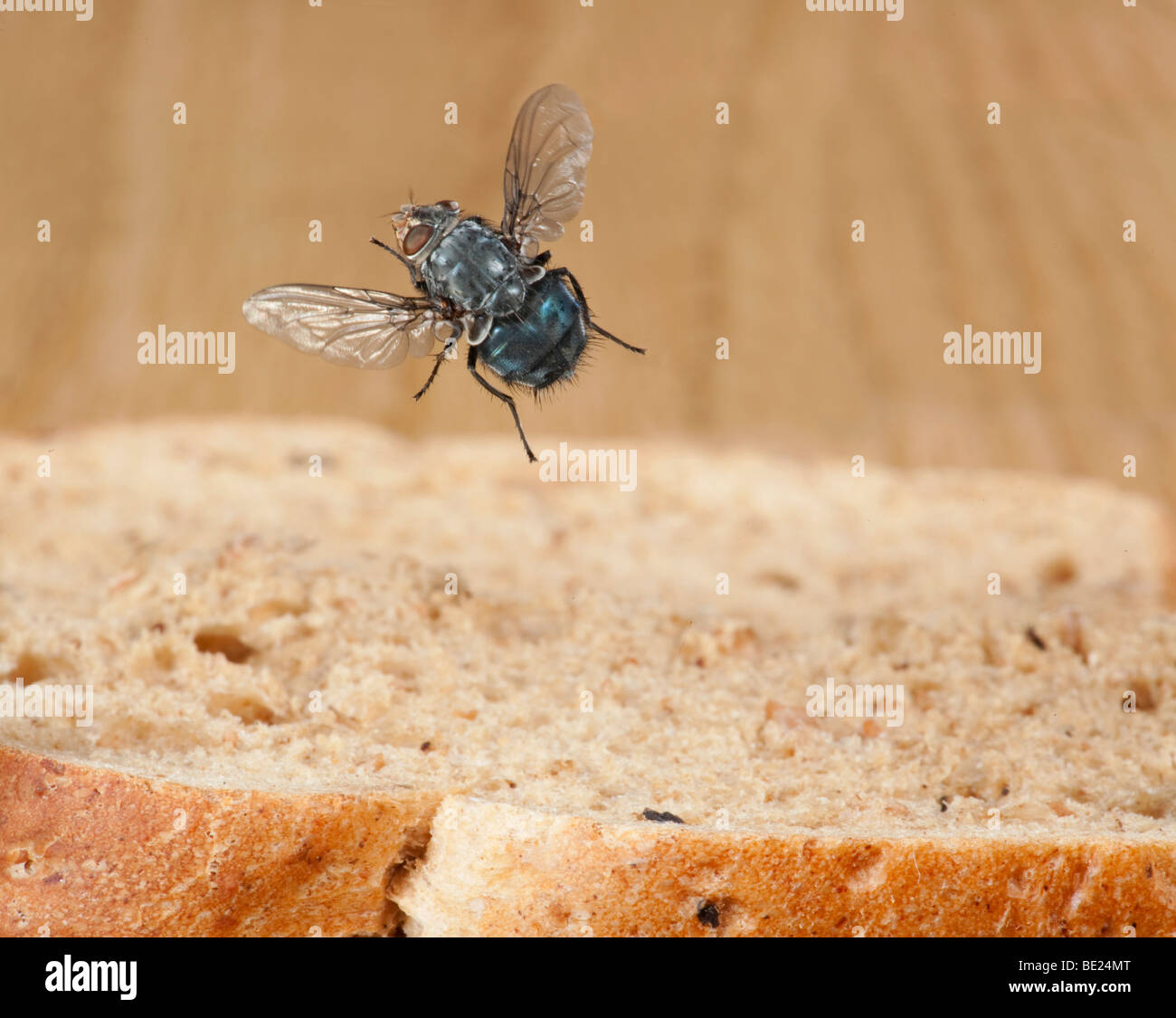 Bluebottle Fly Calliphora vicina in flight free flying over bread in ...