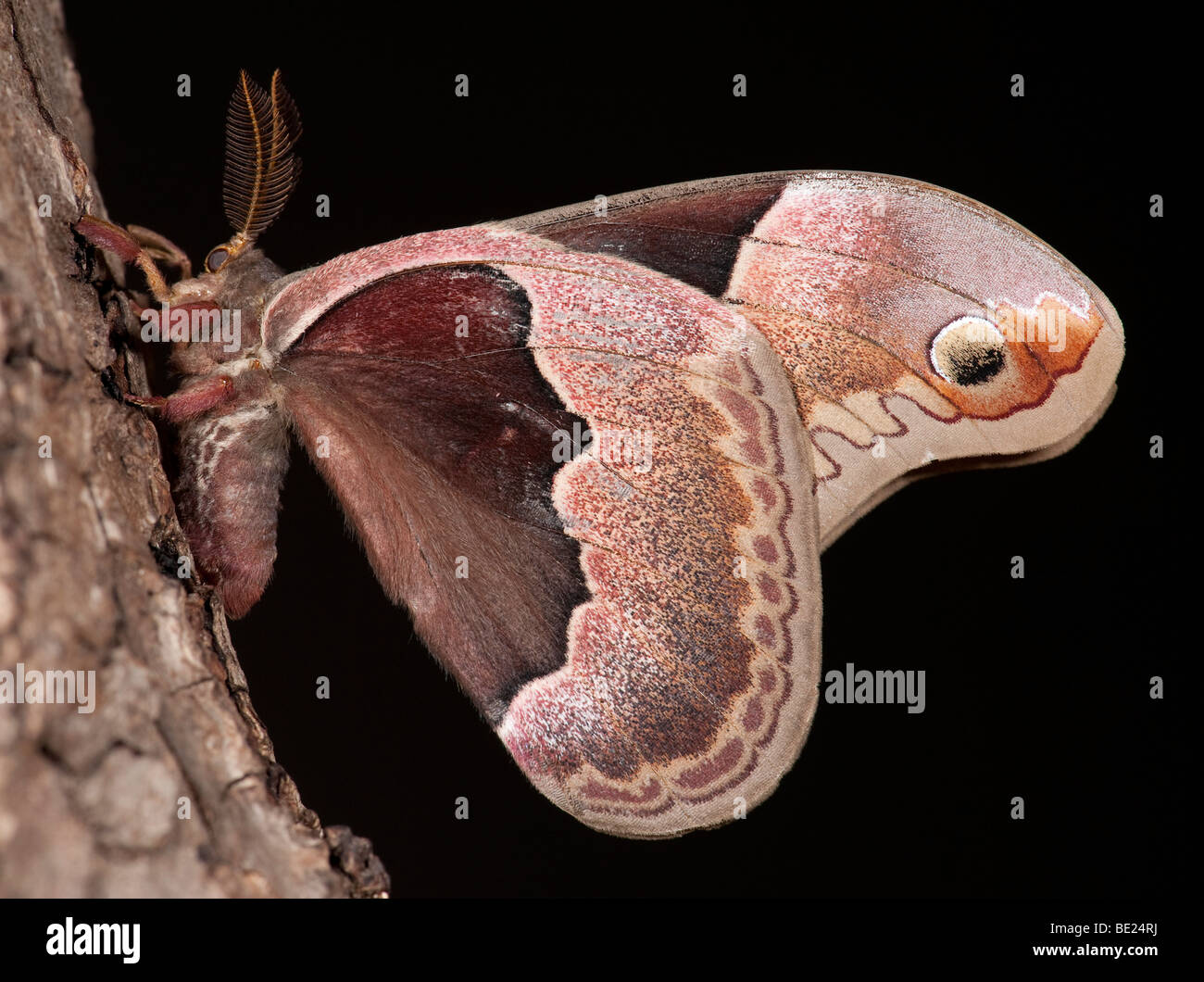 Promethea Silkmoth Callosamia promethea male on tree trunk side view of ...