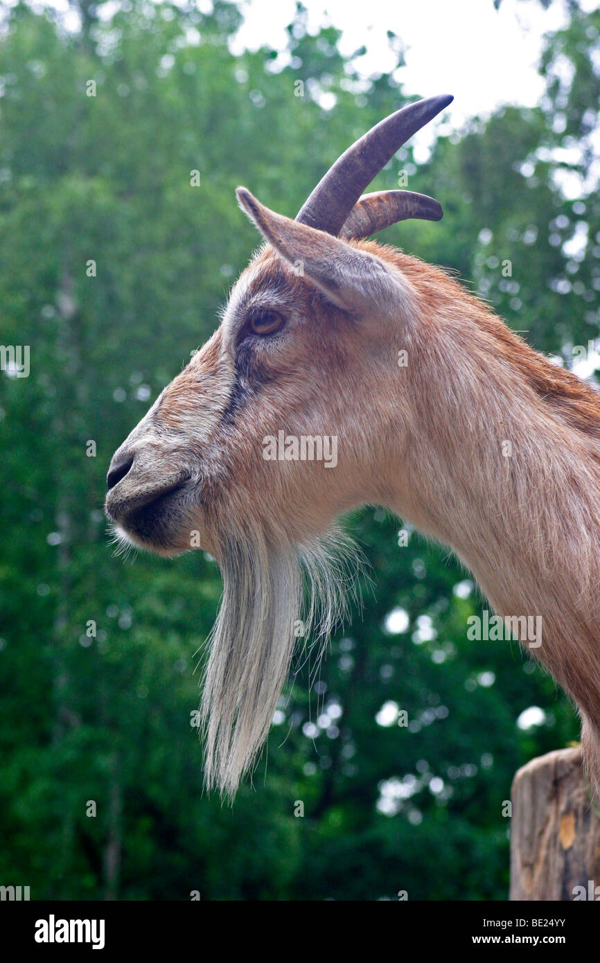 portrait of a billy goat Stock Photo - Alamy