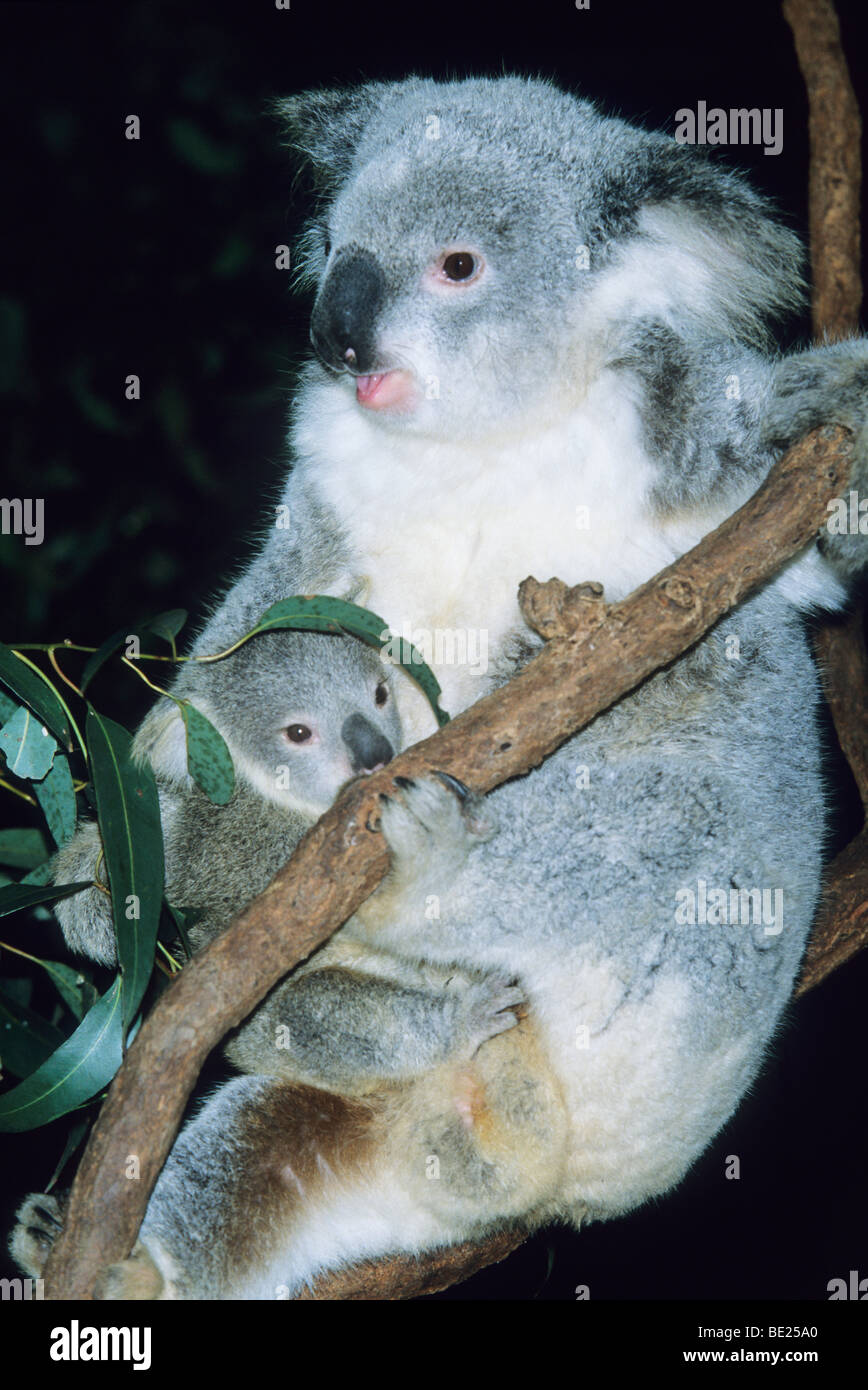 Koala, (Phascolarctos cinereus), marsupial, Blue Mountains, NSW ...