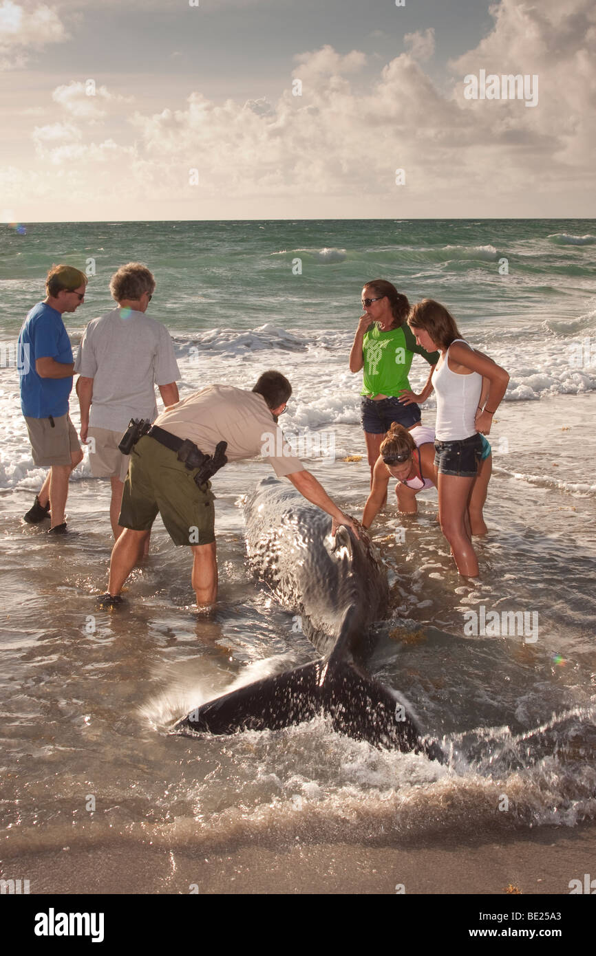 Stranding hi-res stock photography and images - Alamy