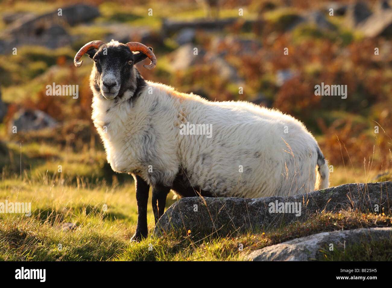 Sheep farming dartmoor hi-res stock photography and images - Alamy