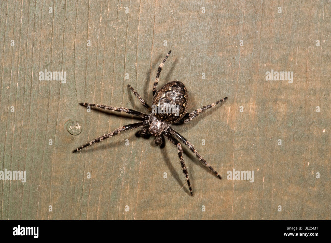Walnut Orb Weaver Spider nuctenea umbratica nocturnat on fence panel in ...