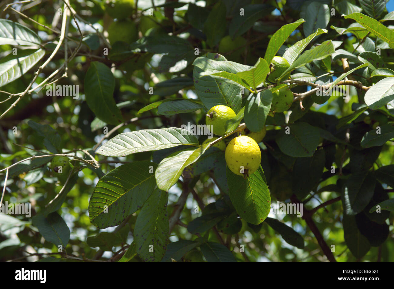 Wild guava hi-res stock photography and images - Alamy