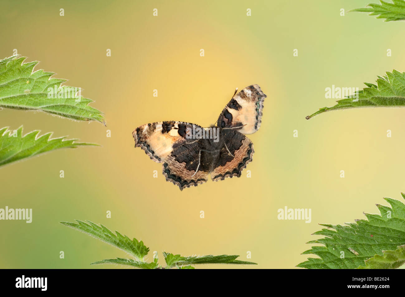 Nettles butterfly hi-res stock photography and images - Alamy