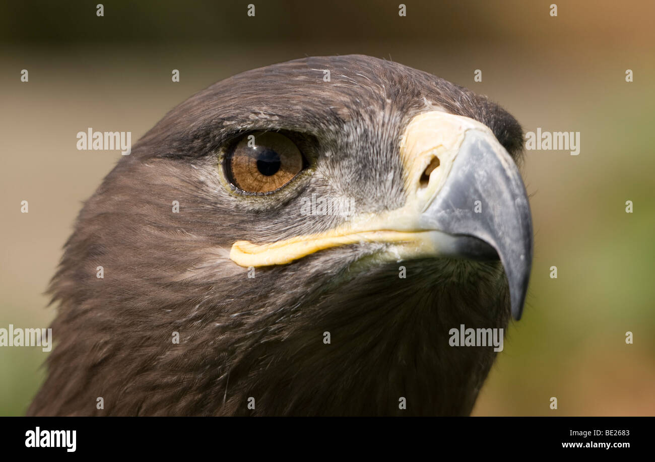 Steppe Eagle (Aquila nipalensis Stock Photo - Alamy