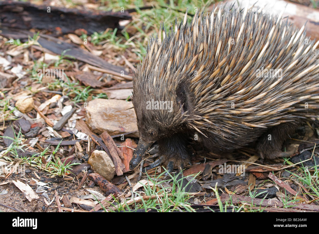 Australian animal hi-res stock photography and images - Alamy