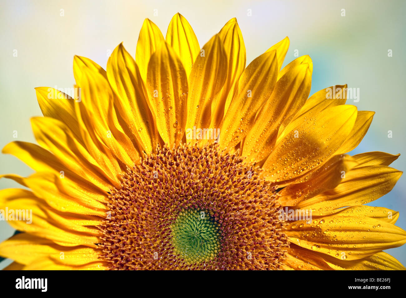 A sunflower with water droplets, with bottom half concealed by image ...