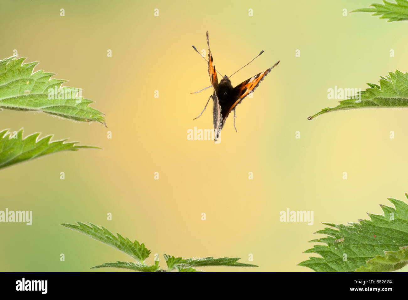 Small Tortoiseshell Butterfly Aglais urticae flying through stinging ...