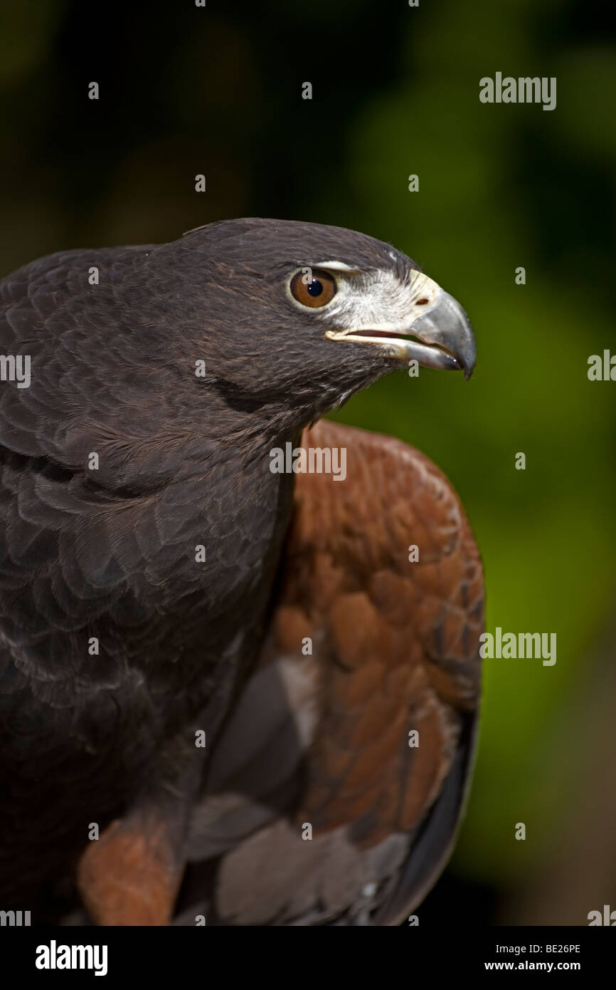 Harris's Hawk (Parabuteo unicinctus) - Portrait - Captive - Unique ...