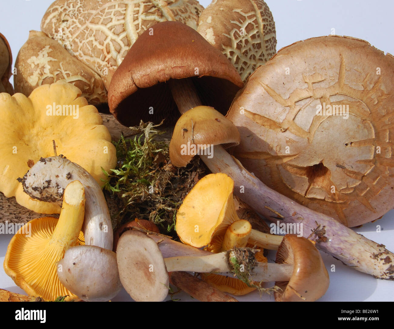 selection of wild mushrooms Stock Photo - Alamy