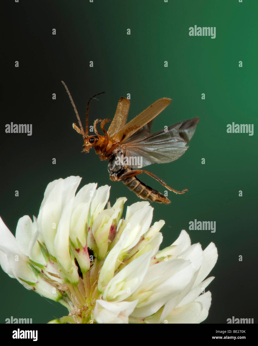 Beetle in flight hi-res stock photography and images - Alamy