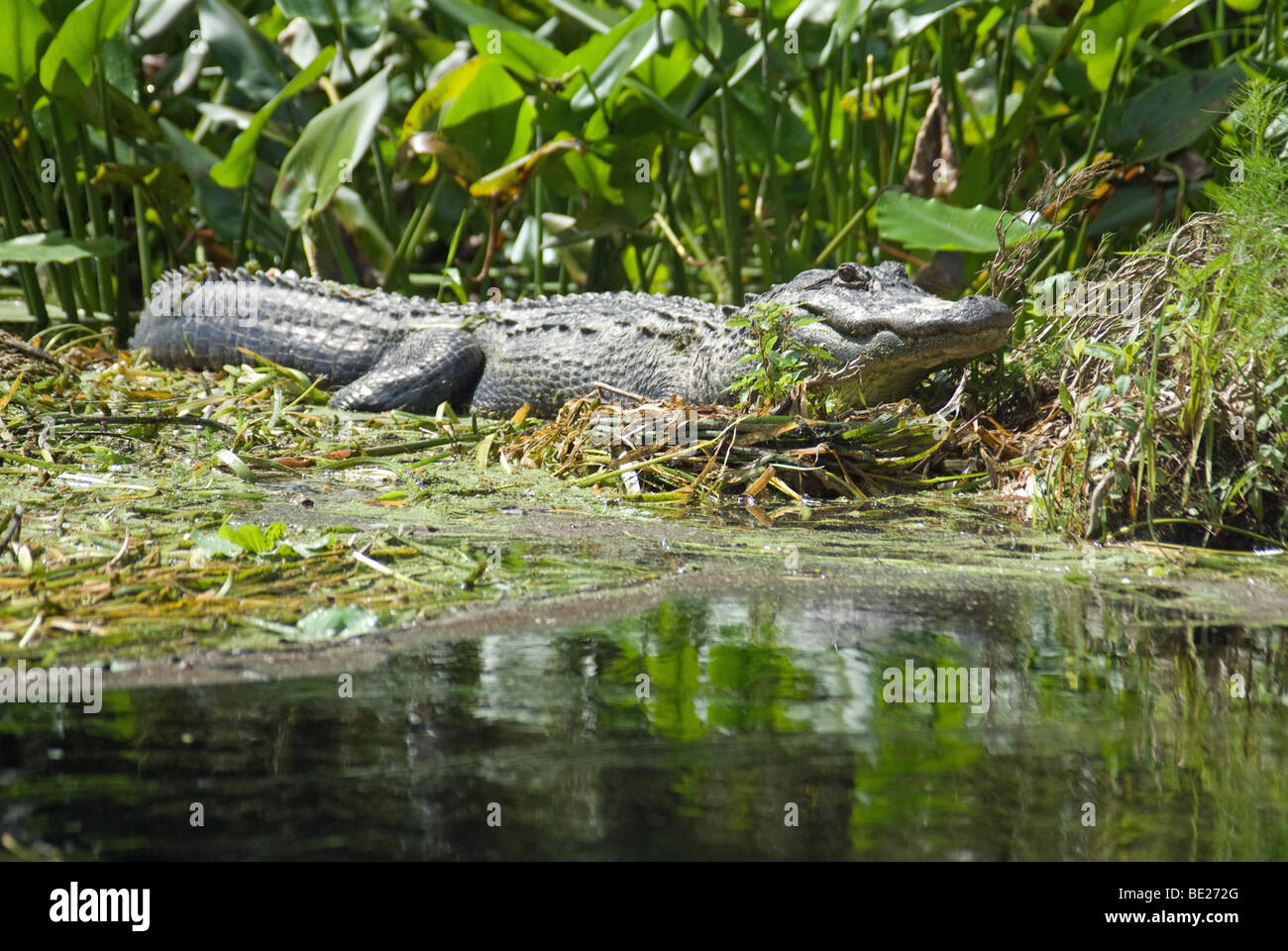 Big alligator hi-res stock photography and images - Alamy
