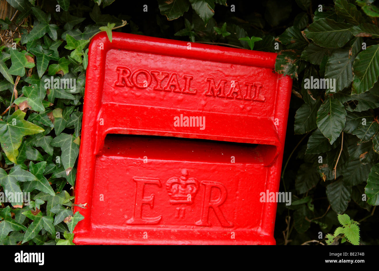 a bright red rural post box amongst the ivy and beech hedgerow in Devon ...