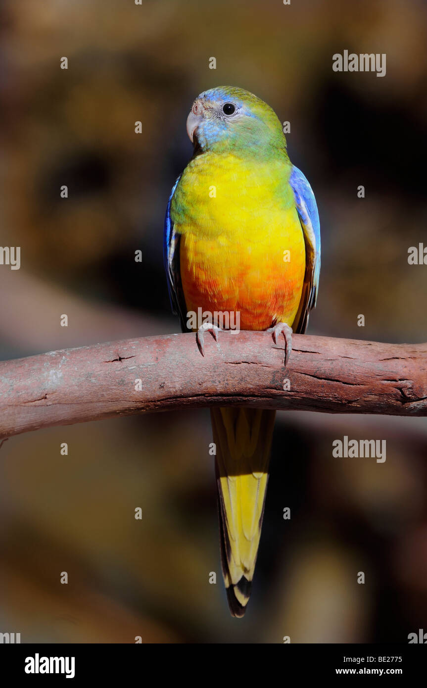 Turquoise Parrot, 'Neophema pulchella', medium sized Australian Grass ...