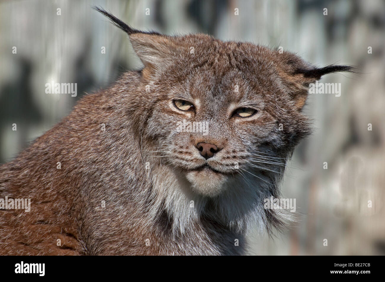 Close-up of a Canadian Lynx Stock Photo - Alamy