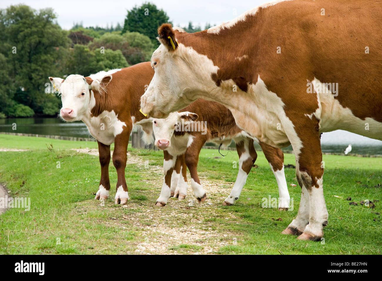 New Forest free roaming Hereford Cattle in Beaulieu Hampshire Stock ...