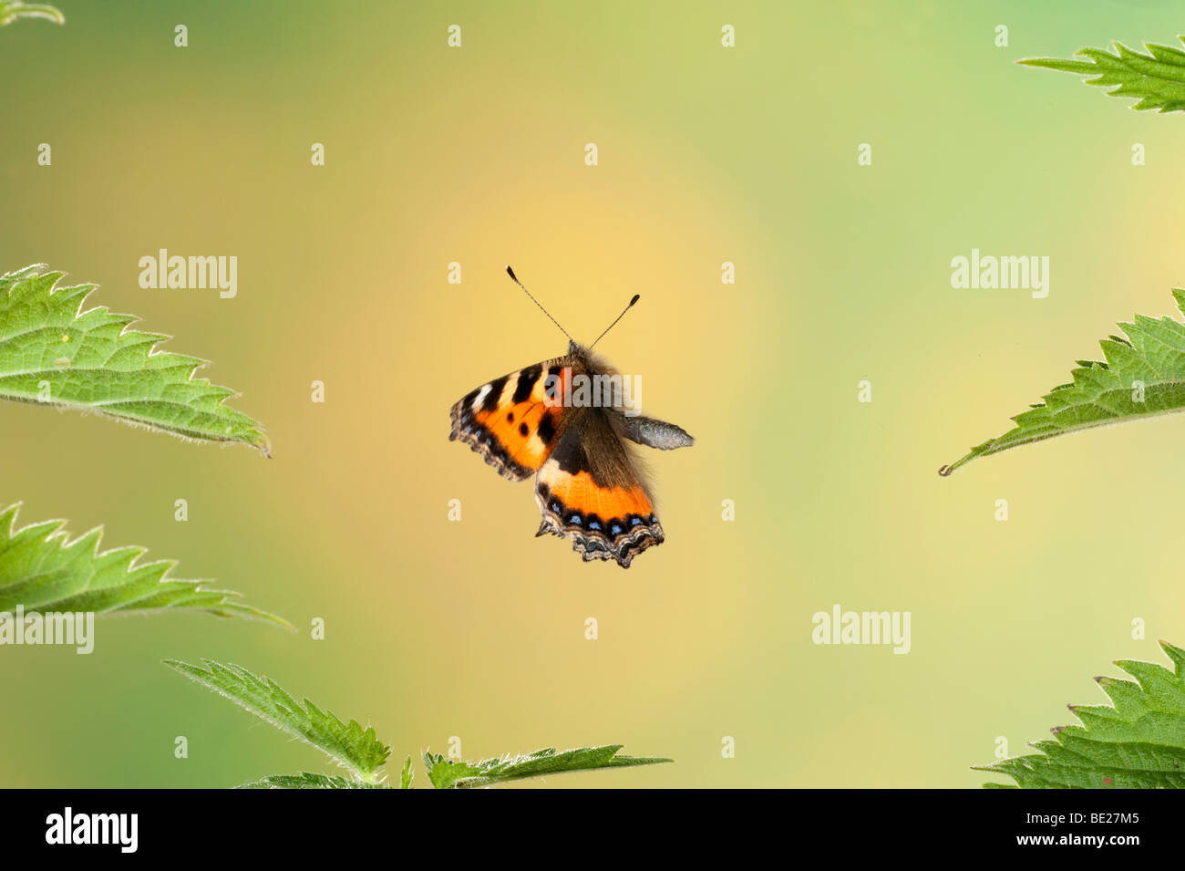 Small Tortoiseshell Butterfly Aglais urticae flying through stinging ...