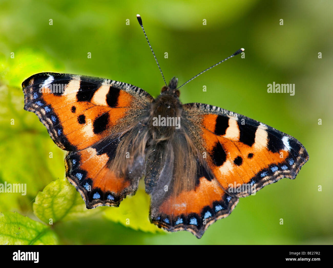 Small Tortoiseshell Butterfly Aglais urticae resting with wings open on ...