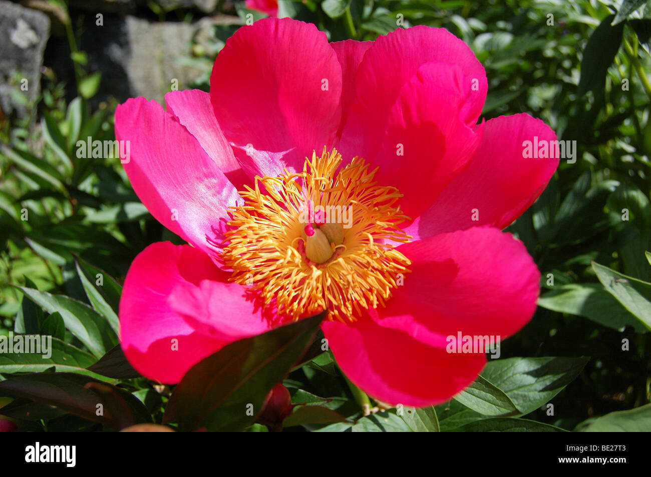 Paeony flowers hi-res stock photography and images - Alamy