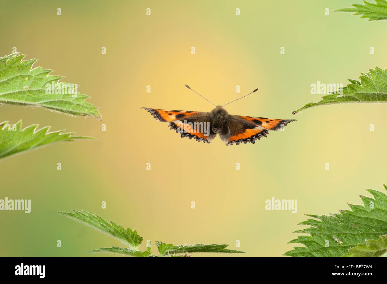 Nettles butterfly hi-res stock photography and images - Alamy