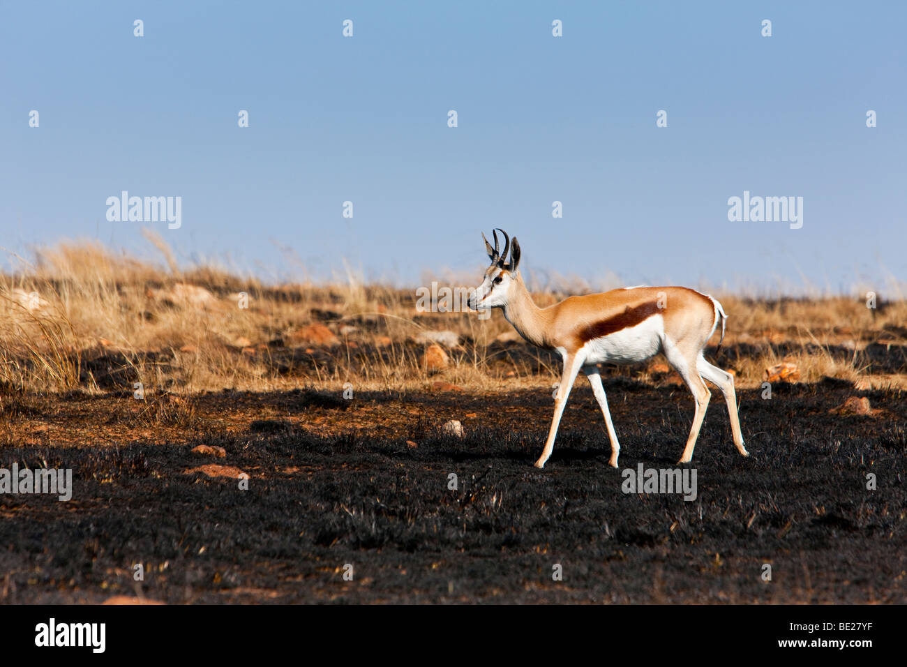 Springbok at a Bush fire at Krugersdorp Game reserve Stock Photo - Alamy