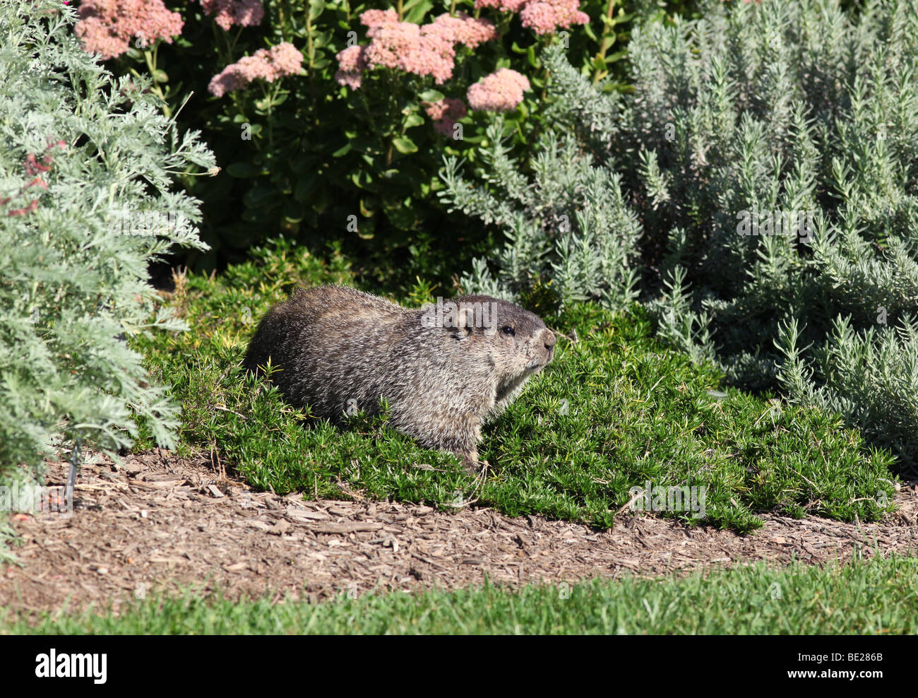 Groundhog burrow usa hi-res stock photography and images - Alamy