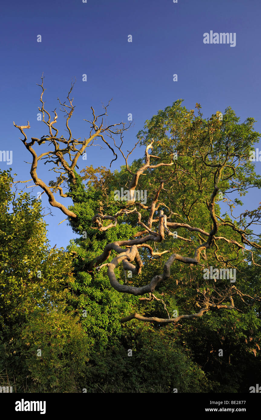 Pedunculate (English) Oak Tree - Quercus robur Stock Photo - Alamy